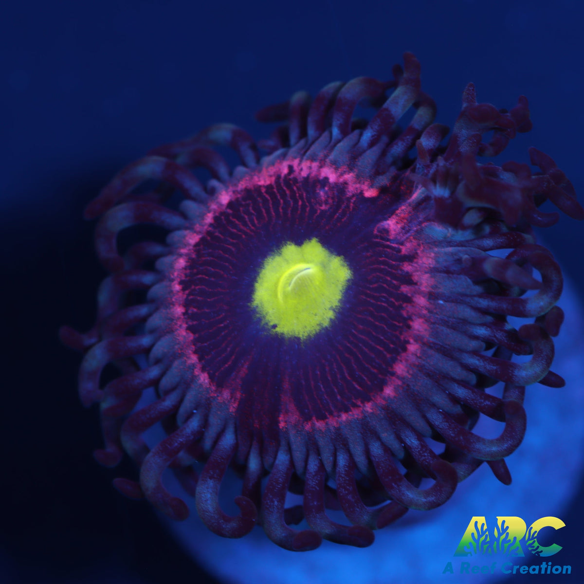 Pink Ring of Death Zoa – A Reef Creation