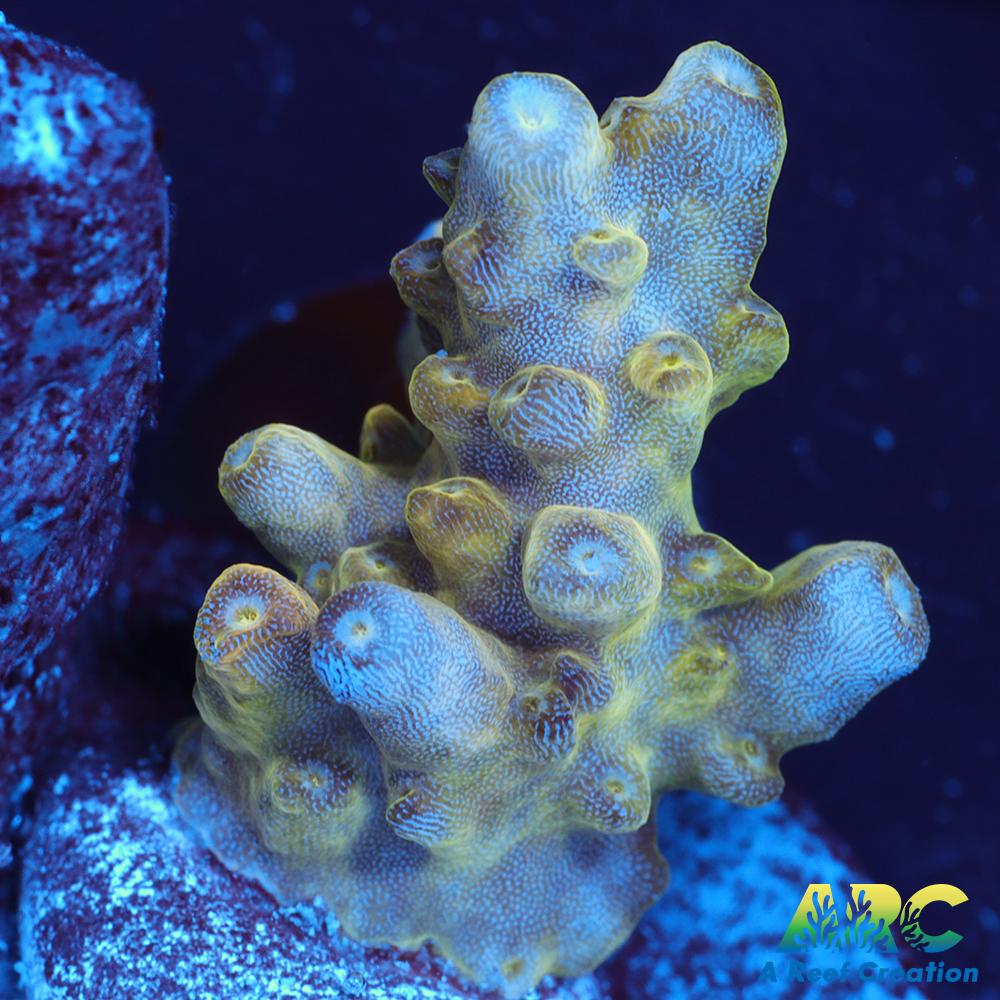 TCK Inferno – A Reef Creation