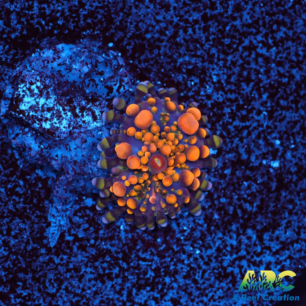 ARC Micro Crazy Orange Yuma – A Reef Creation