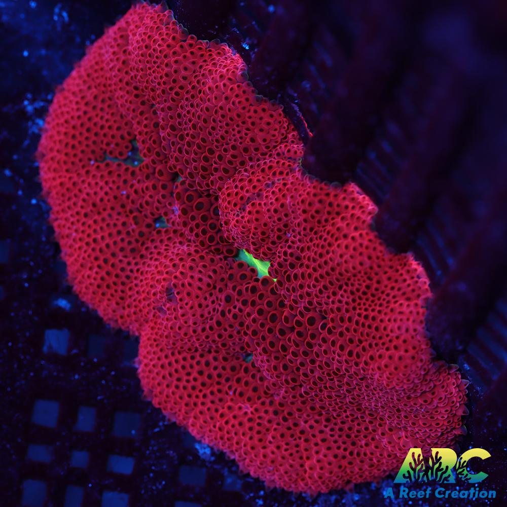 Red Mini Carpet Nem – A Reef Creation