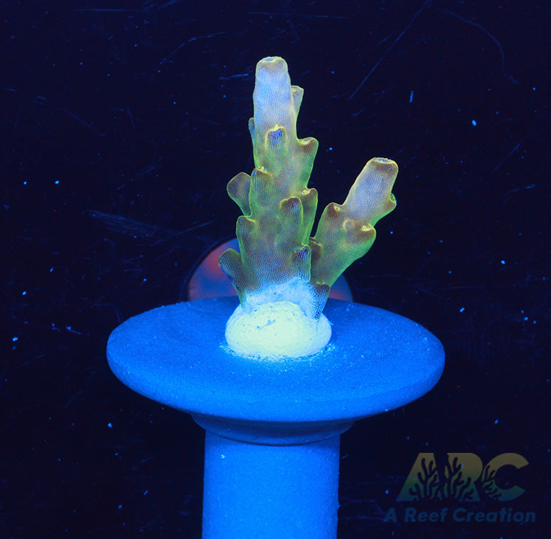 TCK Inferno Acro – A Reef Creation