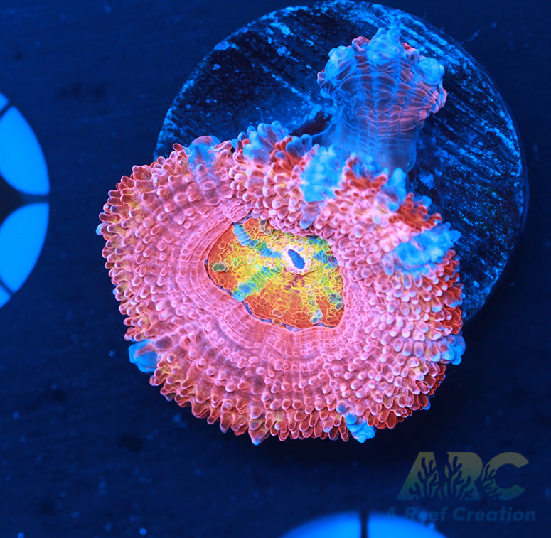 CC Queen Neptune Acan – A Reef Creation