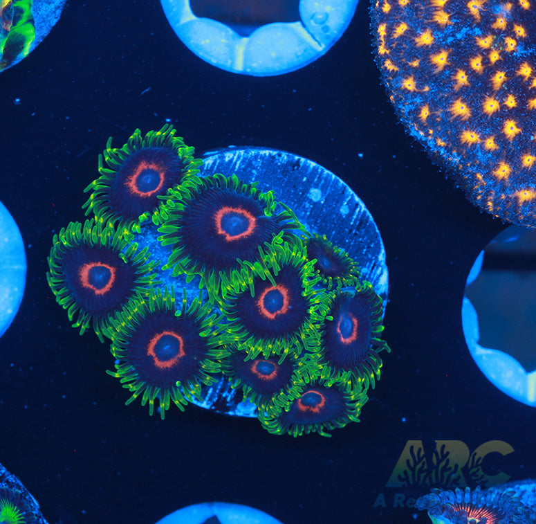 Purple Heart Zoas – A Reef Creation