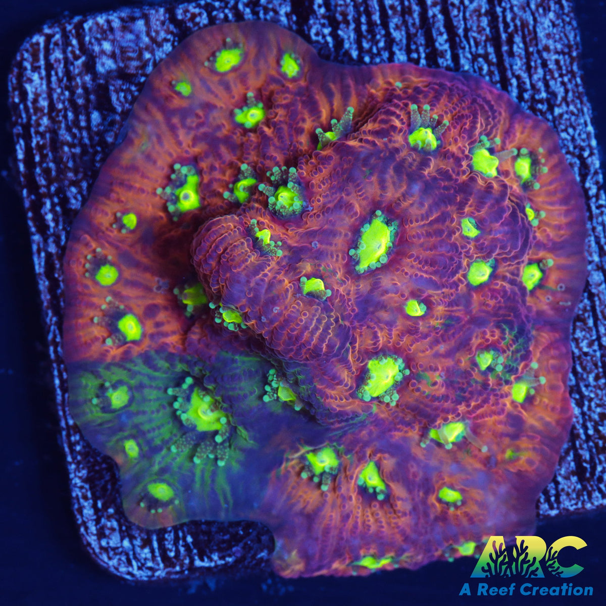 Reef Chief Rain of War – A Reef Creation