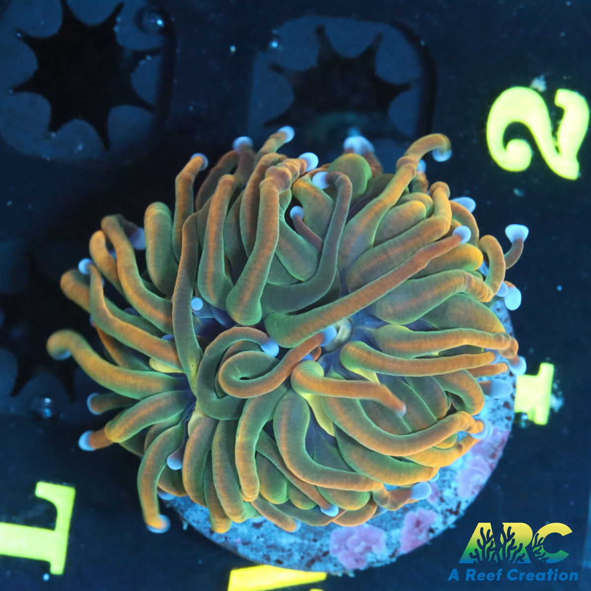 Rapunzel Torch – A Reef Creation