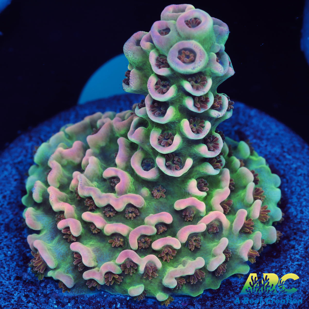 Pretty Mary Kay Tenuis – A Reef Creation