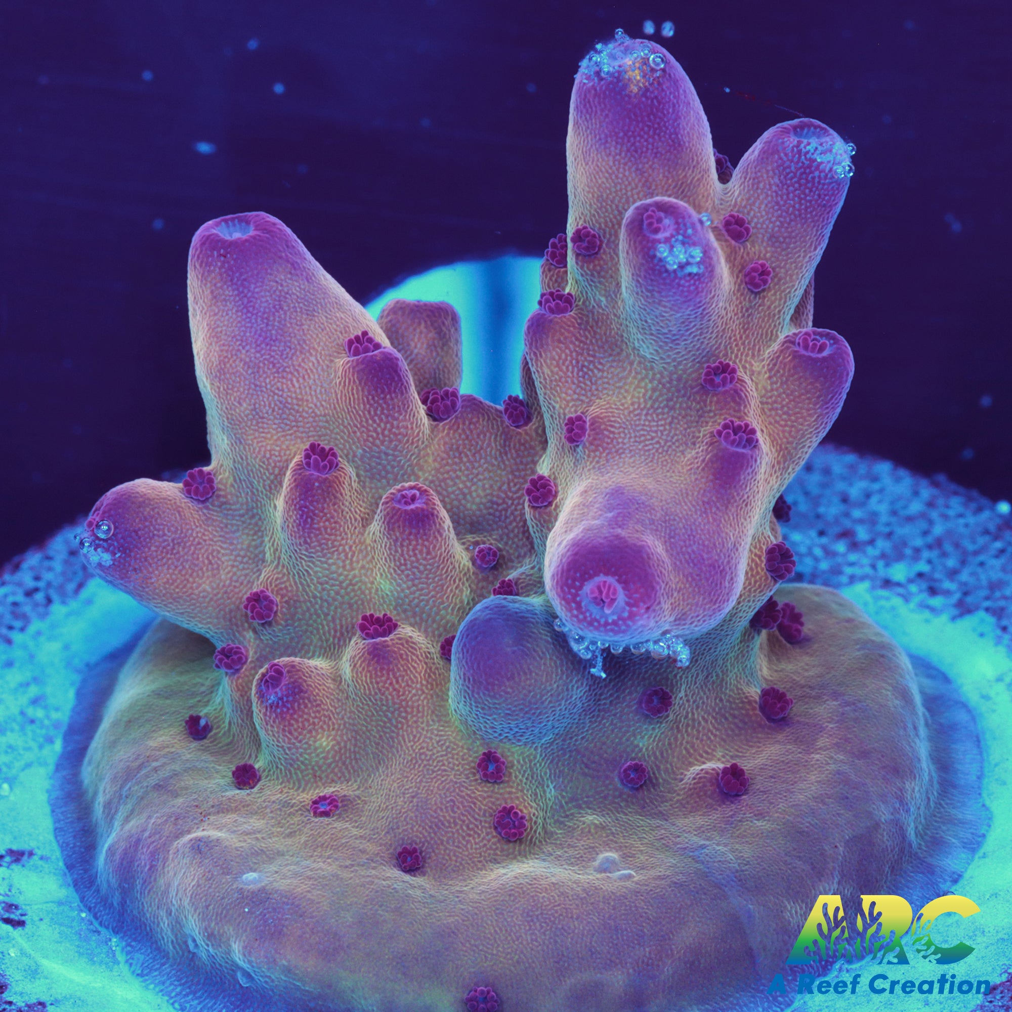 Fat Boy Acro A Reef Creation Fat Boy Acro A Reef Creation