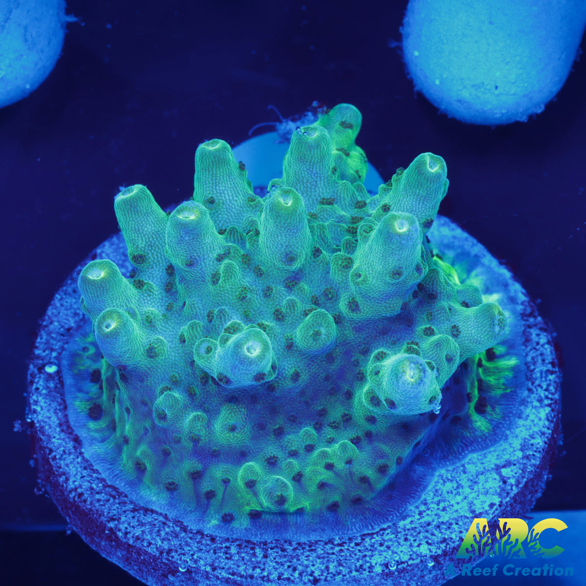 Purple Tip Efflo – A Reef Creation