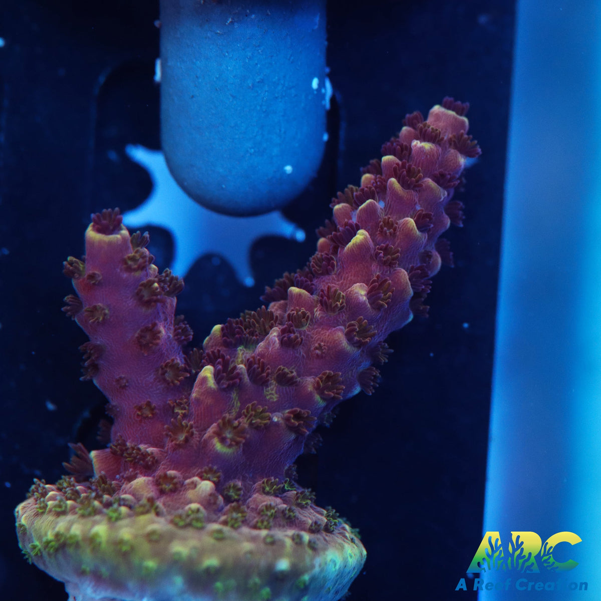 RR Pink Cadillac – A Reef Creation