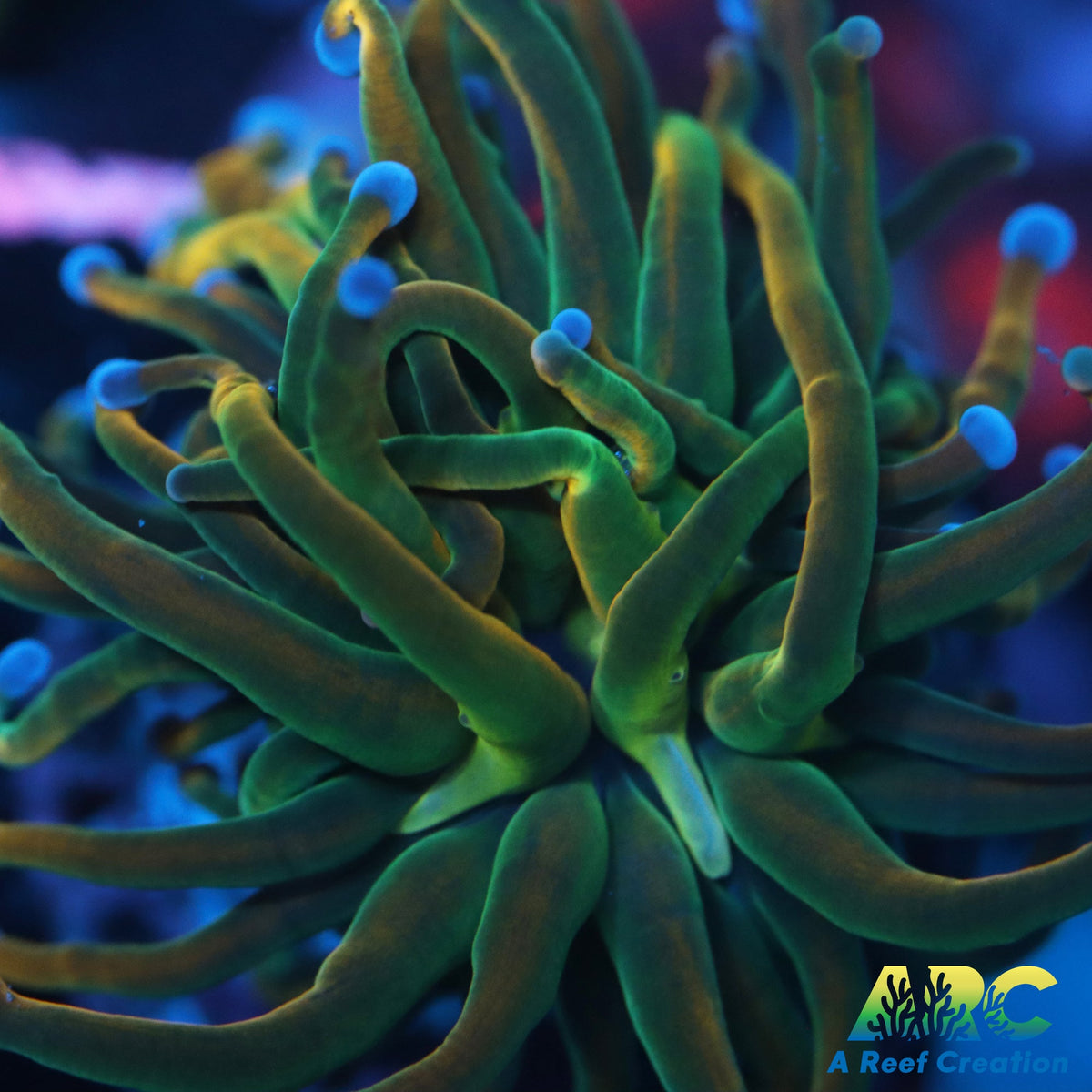 Rapunzel Torch – A Reef Creation