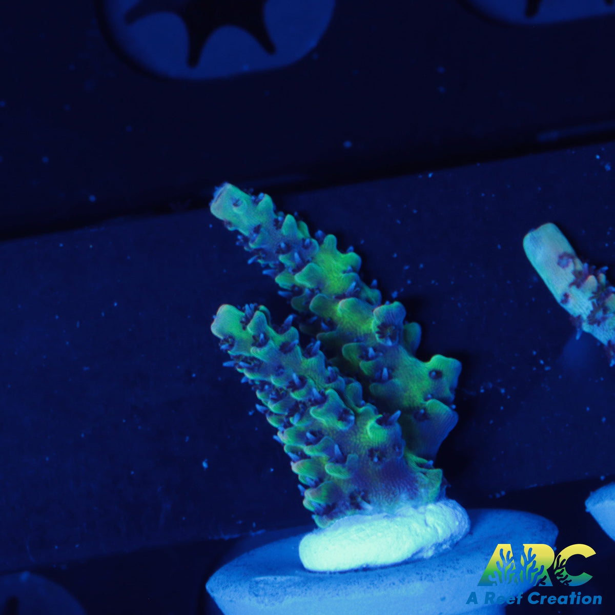 Razorback Table – A Reef Creation