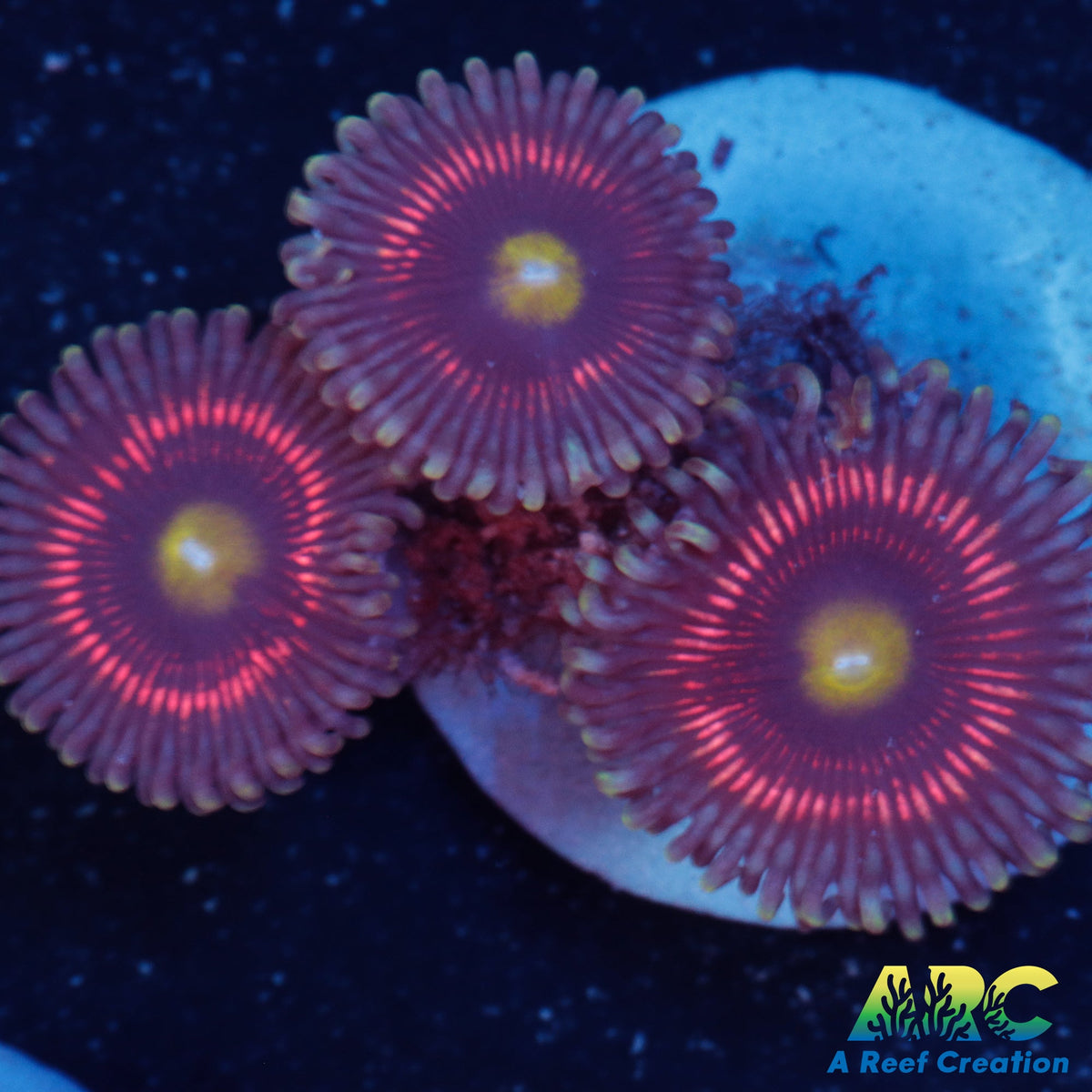 Cat's Eye Zoa – A Reef Creation