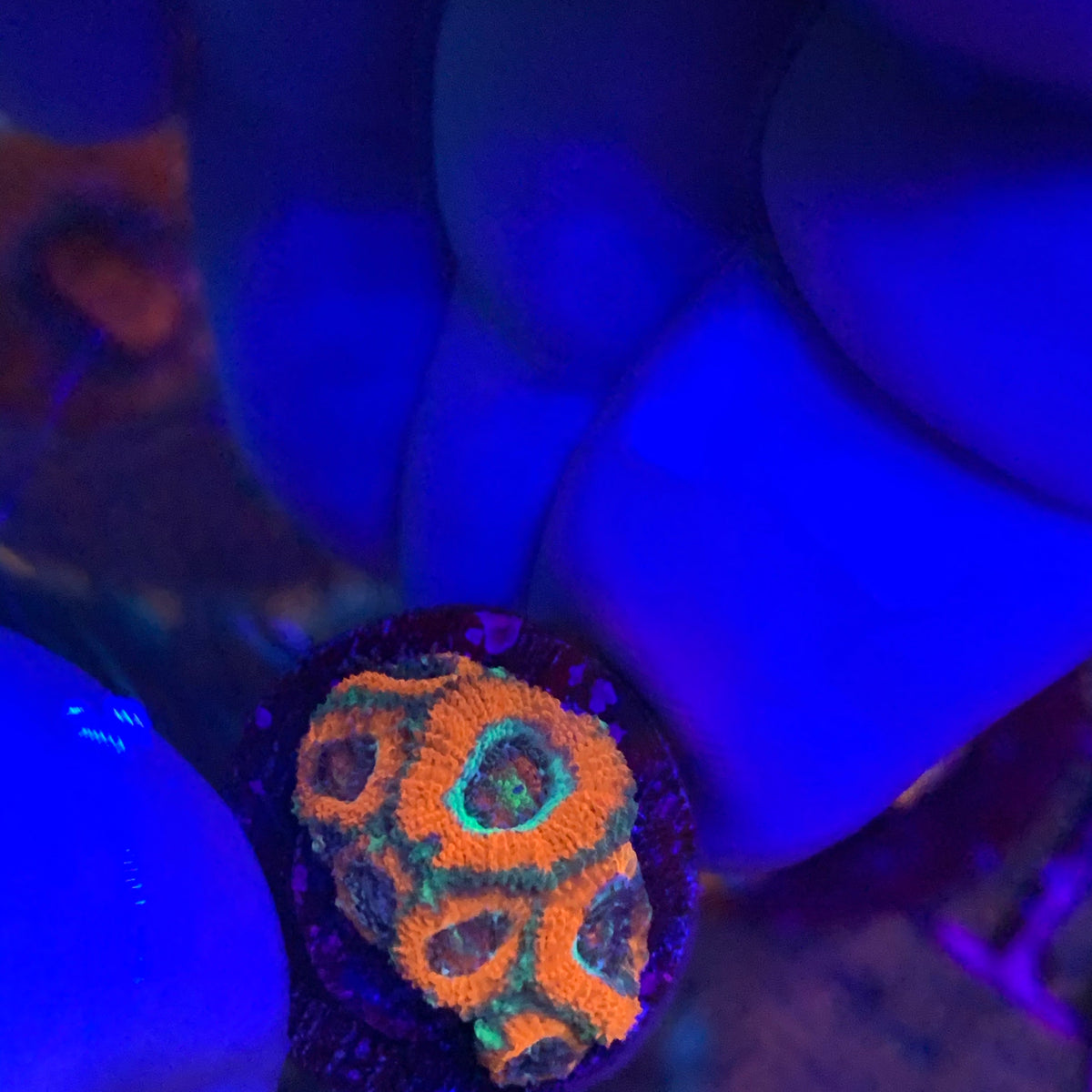 UFO Micromussa – A Reef Creation